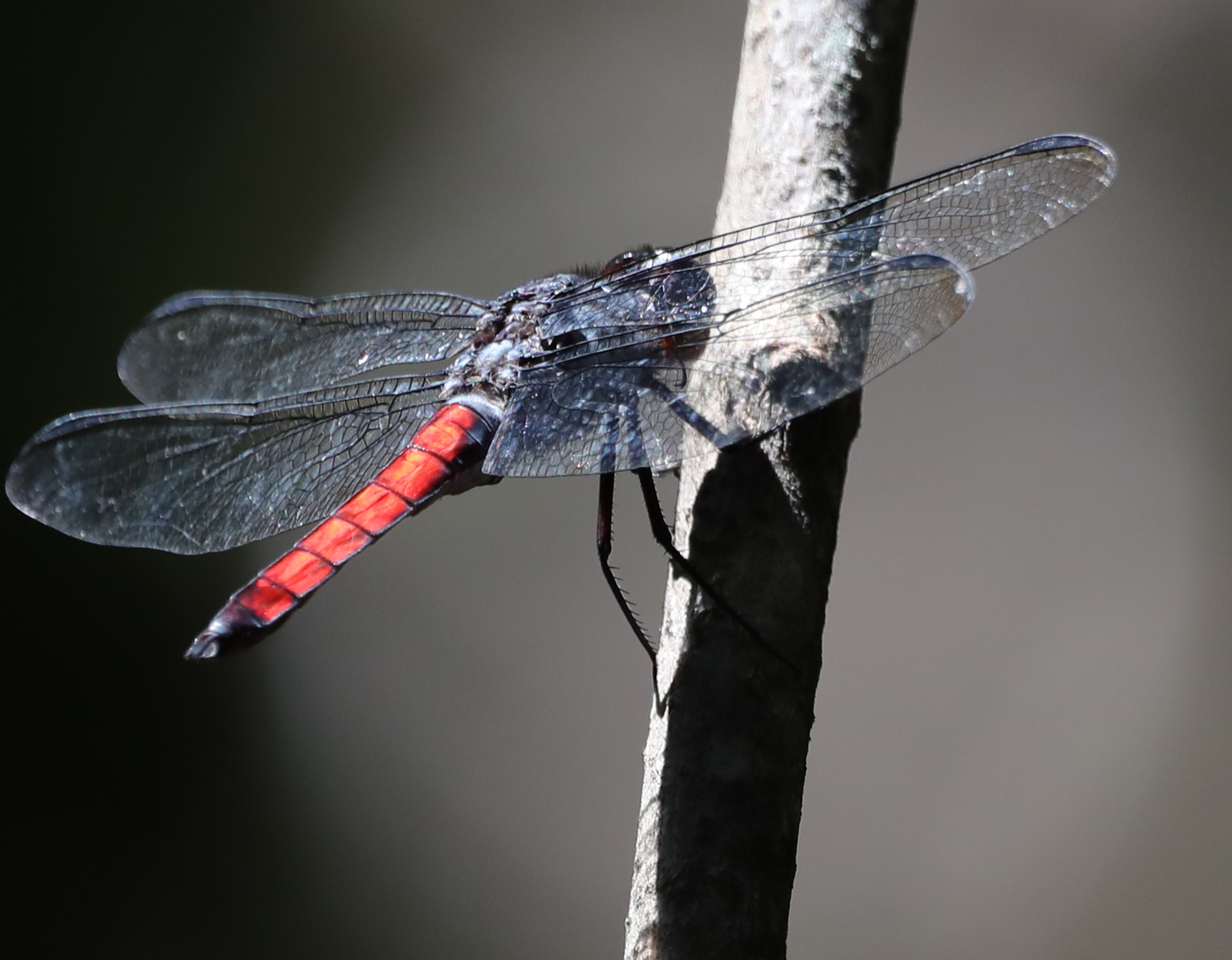 Friday Finish: Here Be Dragons – Daily Fiber